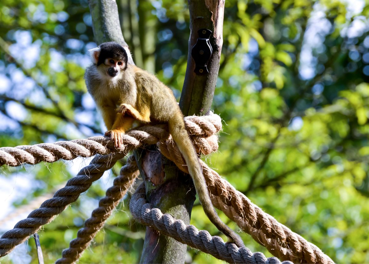 'Monkey Animal ' Poster, picture, metal print, paint by Nia Harvey ...