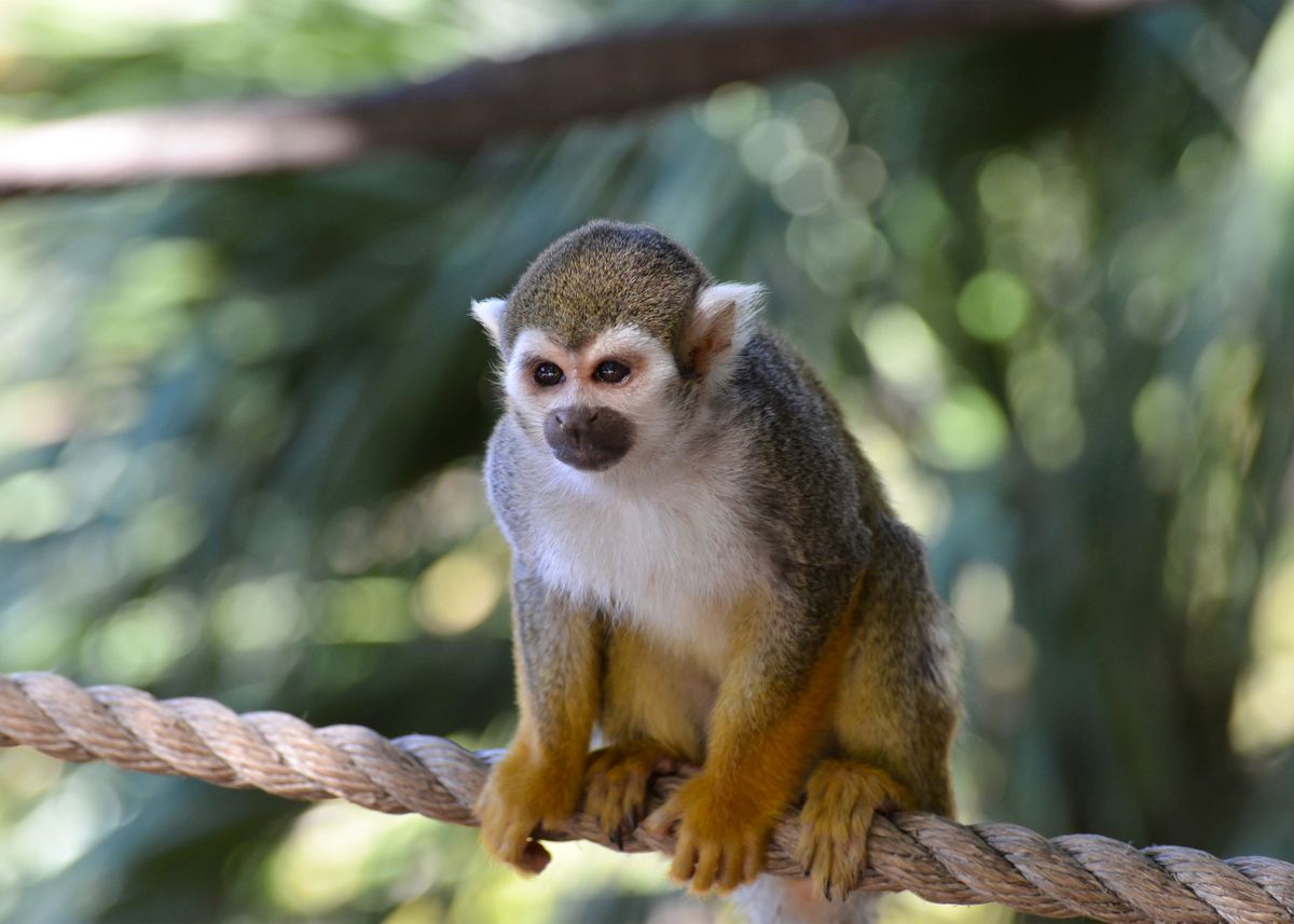 'Monkey Animal ' Poster, picture, metal print, paint by Nia Harvey ...