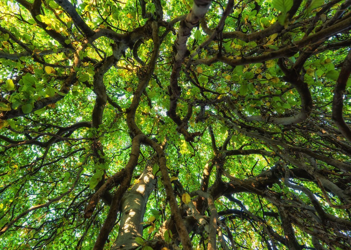 'Old Tree Canopy' Poster, picture, metal print, paint by Socratubik ...