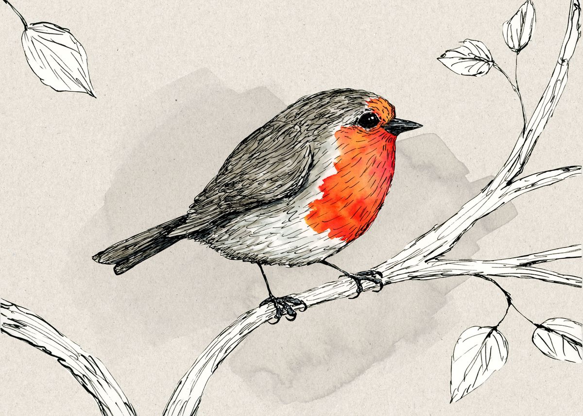 ' Robin pen and ink ' Poster, picture, metal print, paint by Bianca ...