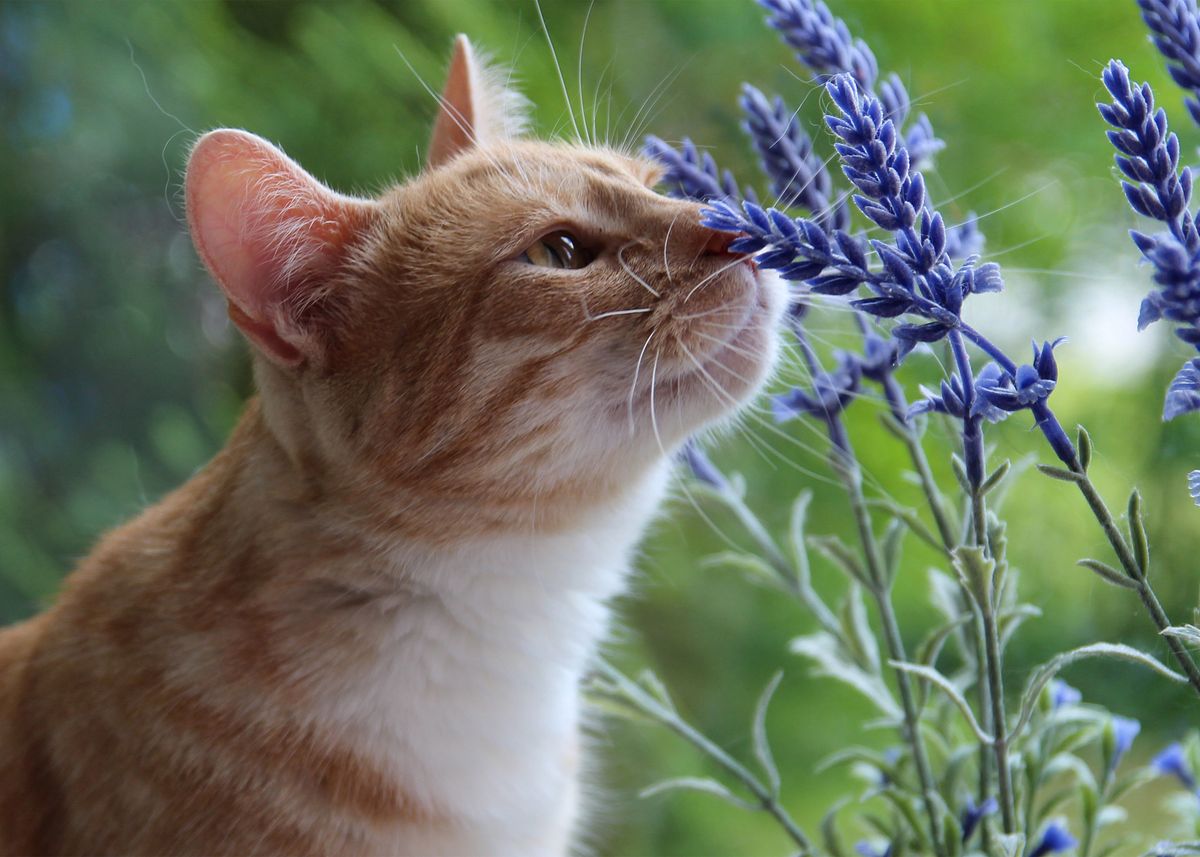 'Tabby Cat and Lavender' Poster, picture, metal print, paint by ...