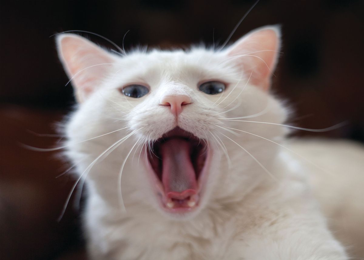 'WOW Kitty Cat' Poster, picture, metal print, paint by George | Displate