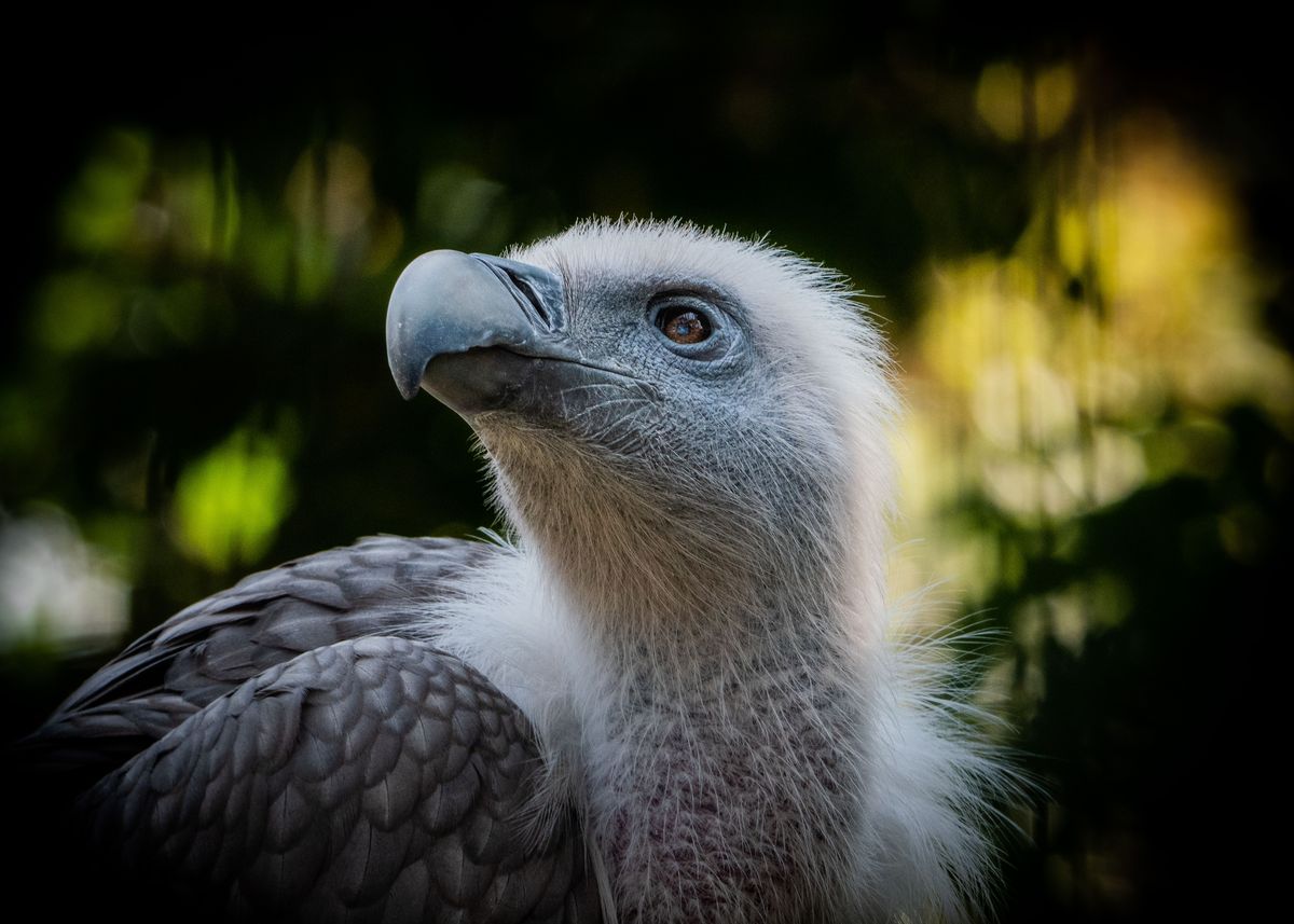 'Griffon Vulture' Poster, picture, metal print, paint by Mike Lebeau ...