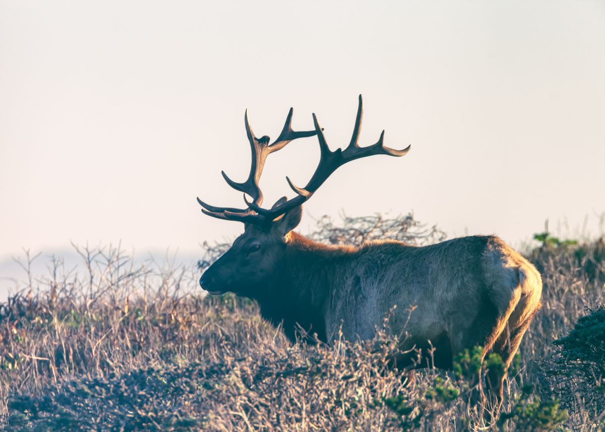 'Grace Bull' Poster, picture, metal print, paint by Jonathan Nguyen ...