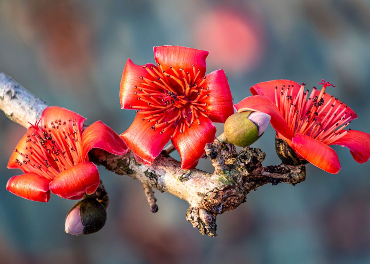 'Nice Bombax ceiba flowers' Poster, picture, metal print, paint by ...
