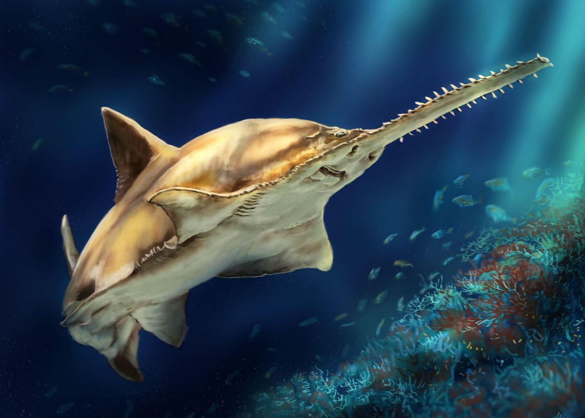'Smalltooth Sawfish' Poster, picture, metal print, paint by ...