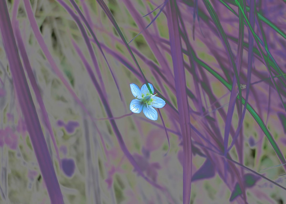 'Flore 1' Poster by Tonto Piero | Displate