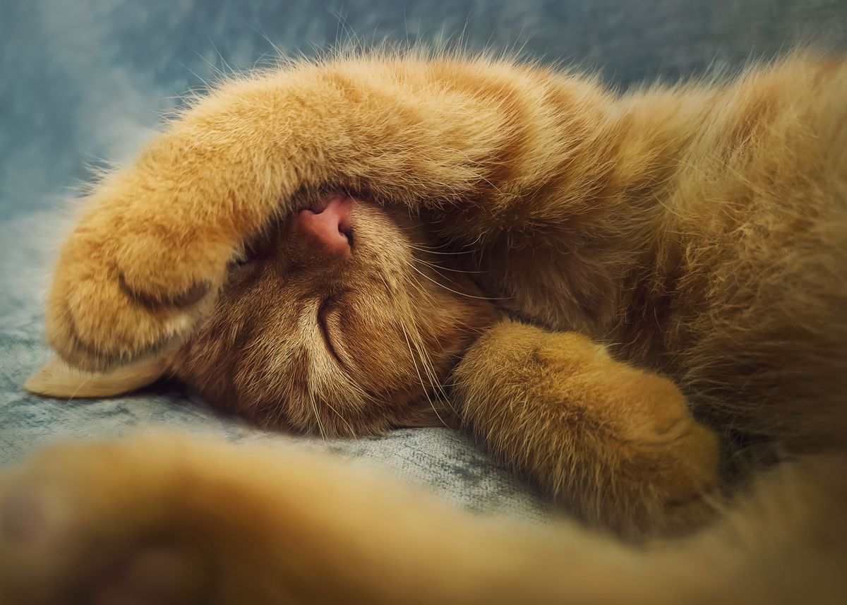 'cat sweet dreams' Poster, picture, metal print, paint by PsychoShadow ...