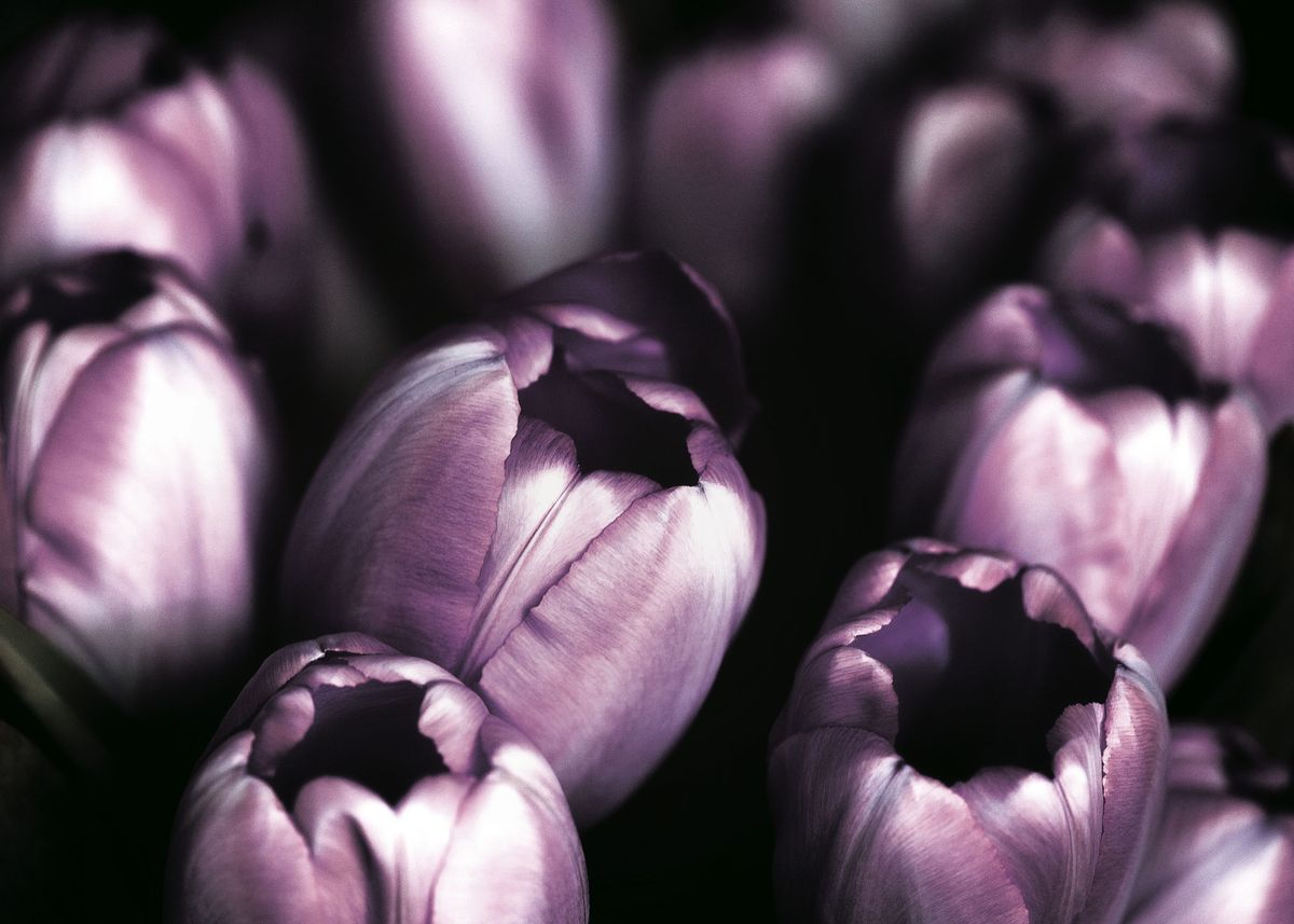 'violet tulips' Poster, picture, metal print, paint by Spring Flower ...