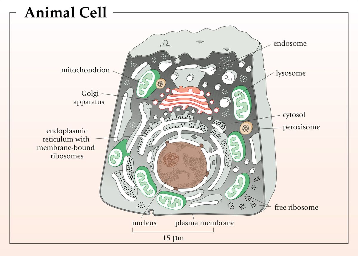 'Eukaryotic animal cell' Poster by Science Design | Displate