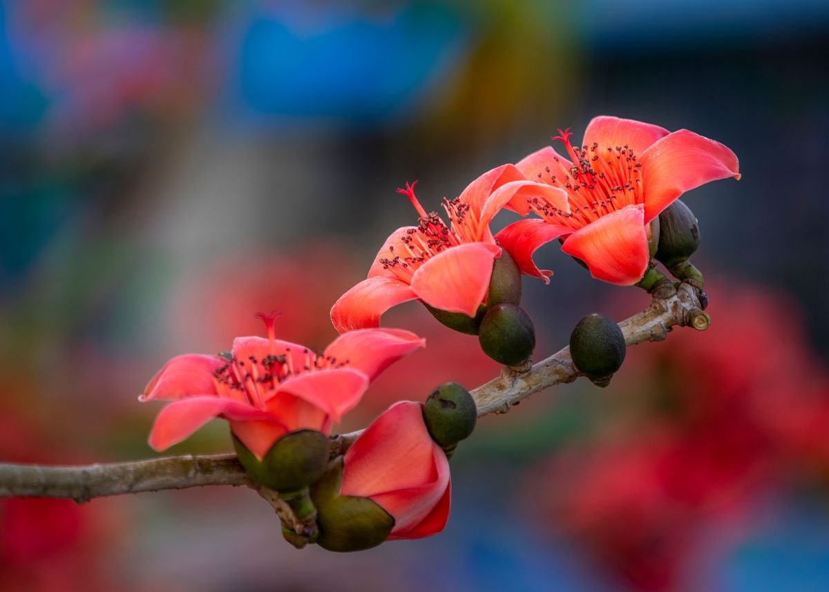 'Triple bombax ceiba ' Poster, picture, metal print, paint by Thanh ...