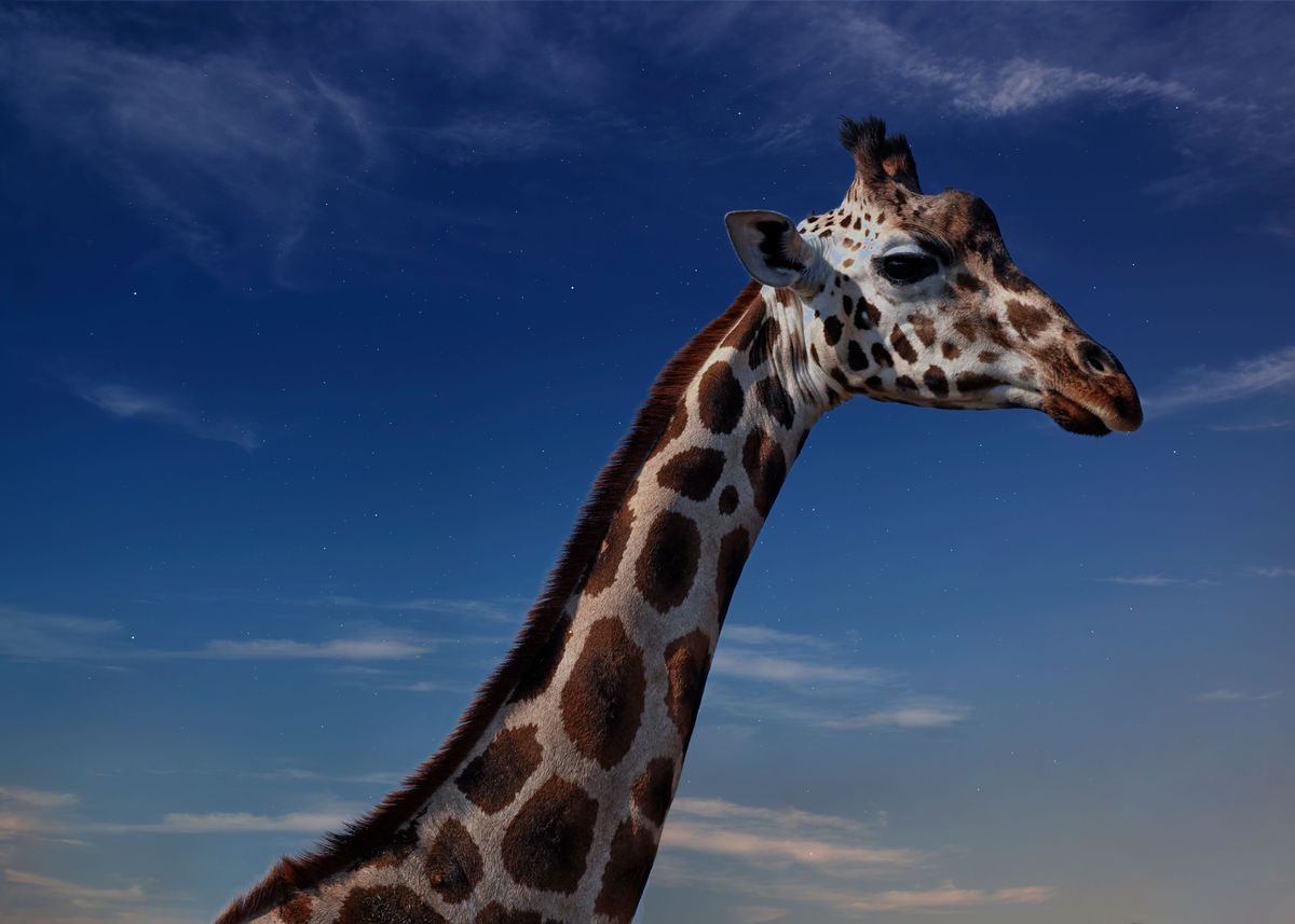 'Cool giraffe in the night' Poster, picture, metal print, paint by ...