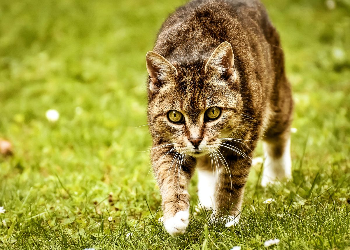 'Strolling Cat' Poster, picture, metal print, paint by Jane Lovering ...