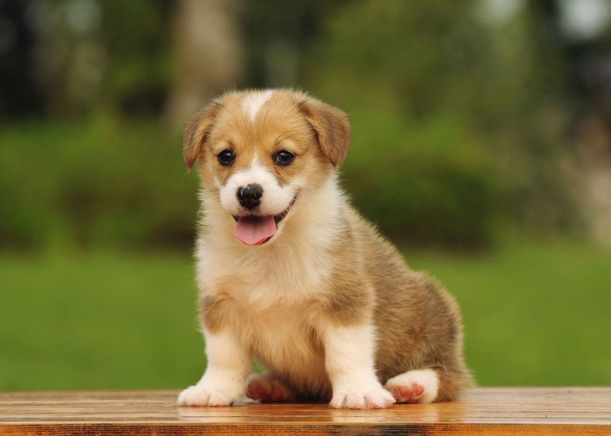 'Cute puppy Dog' Poster, picture, metal print, paint by Max Ronn | Displate
