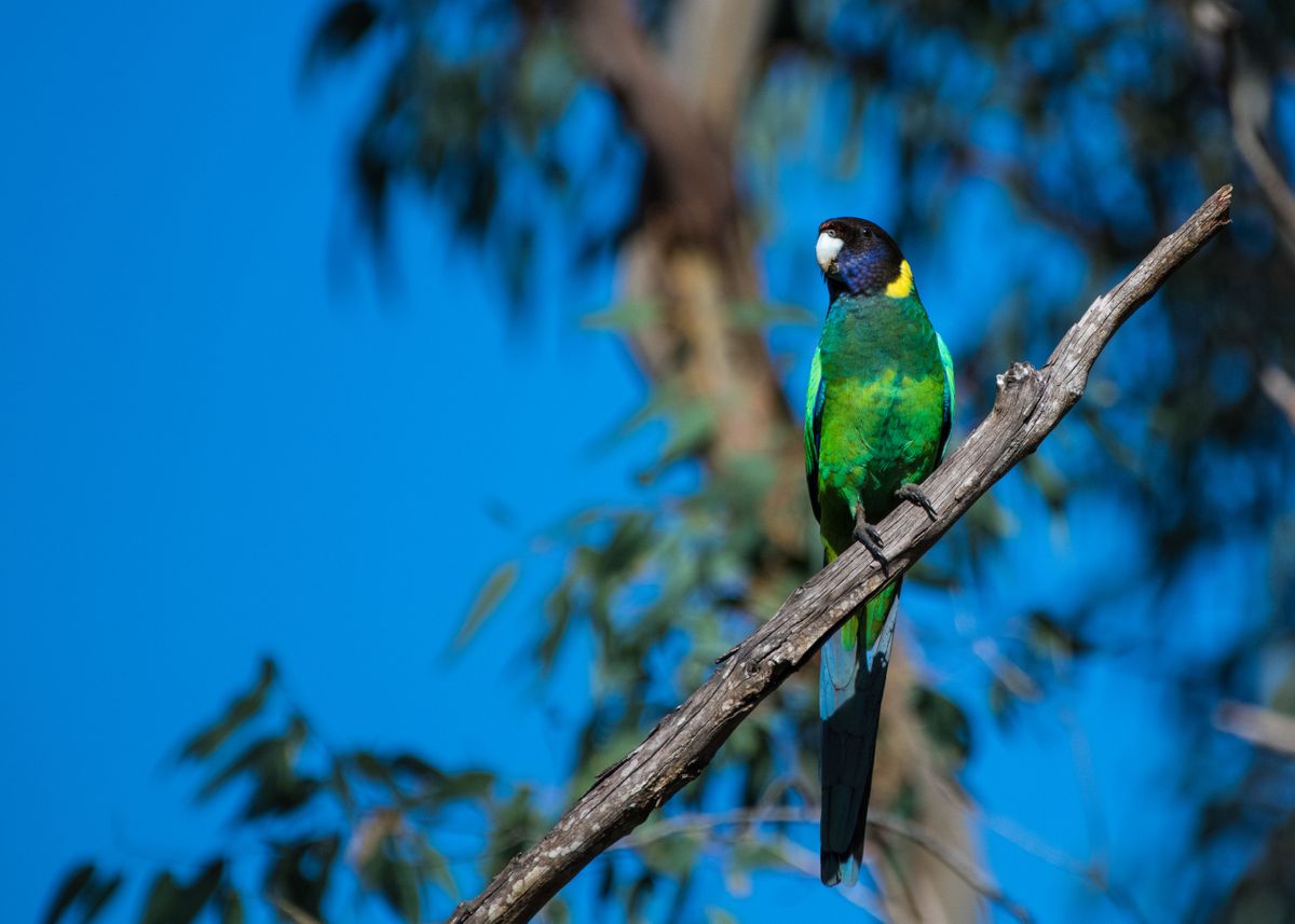 'Australian Ringneck Parrot' Poster, picture, metal print, paint by ...