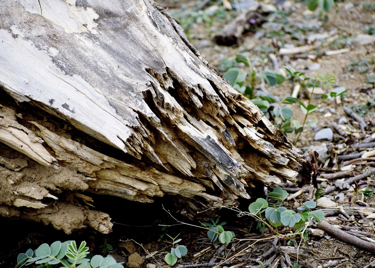 'Broken Wood' Poster, picture, metal print, paint by Ravindra Kumar ...