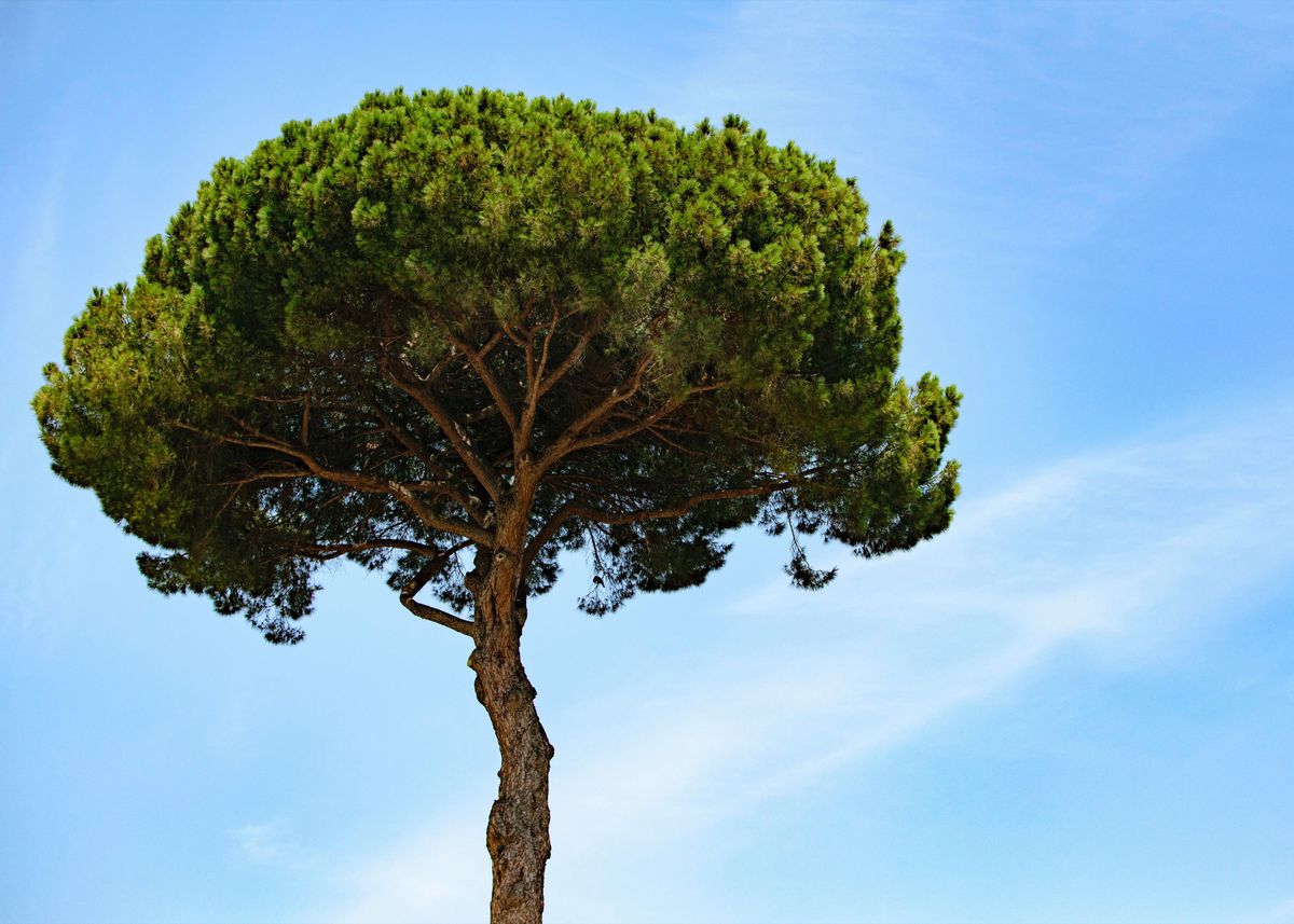 'Lone Tree' Poster, picture, metal print, paint by Conceptual ...