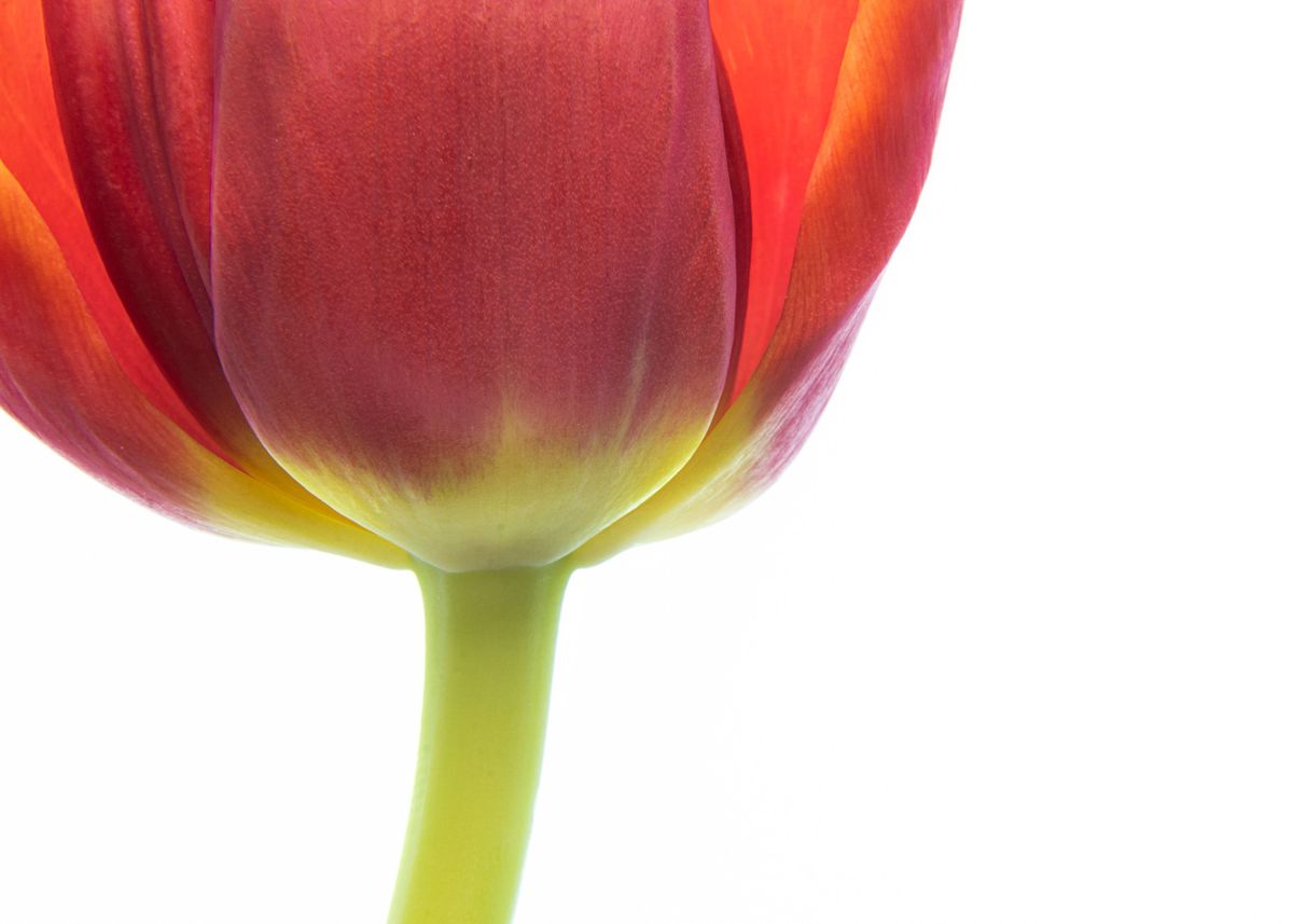 'flower tulip' Poster by Amazing Artist | Displate
