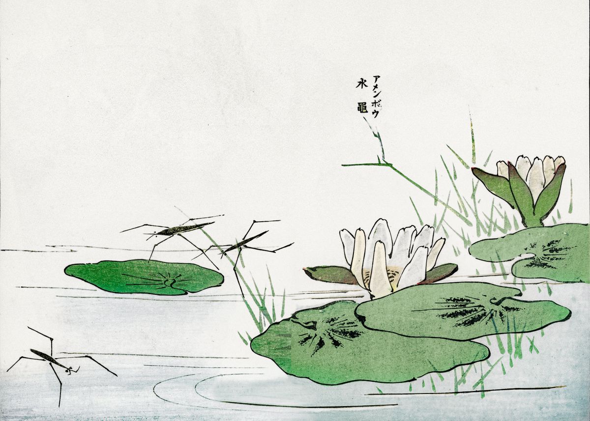 'Water striders on pond' Poster, picture, metal print, paint by Barry ...