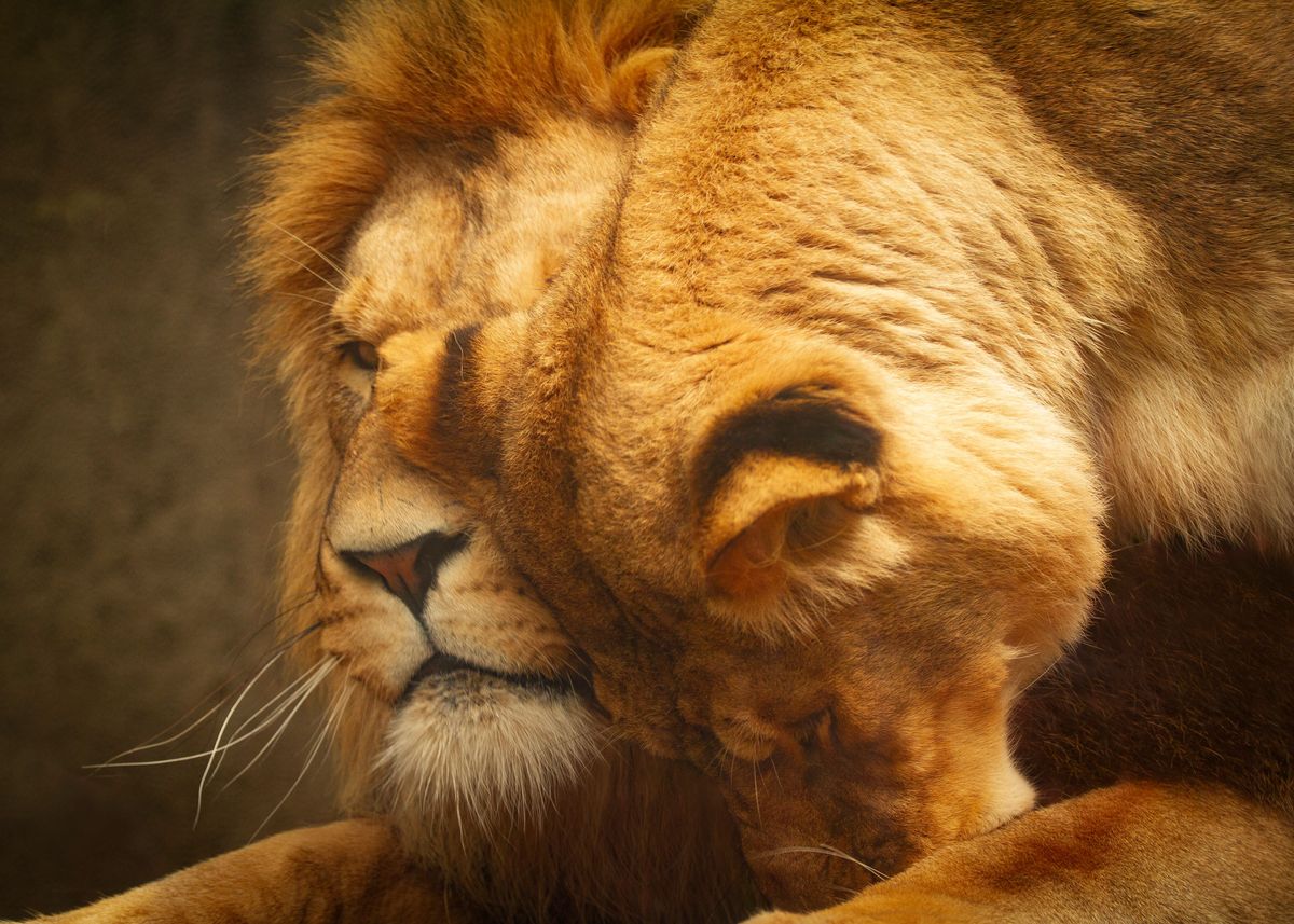 'Hugging lions portrait' Poster, picture, metal print, paint by Suzanne ...