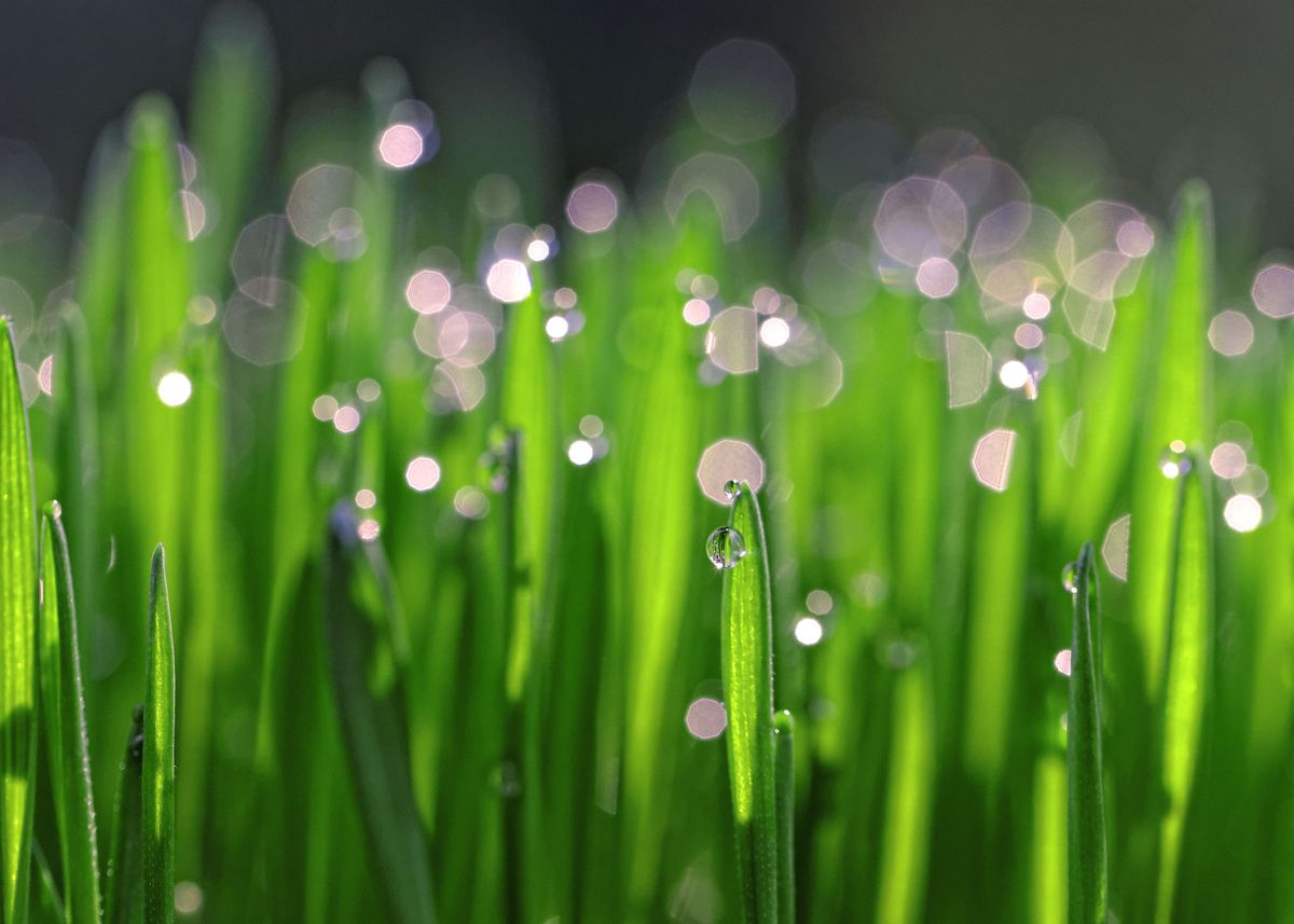 'Bedewed Wheatgrass Bokeh' Poster, picture, metal print, paint by Hui ...