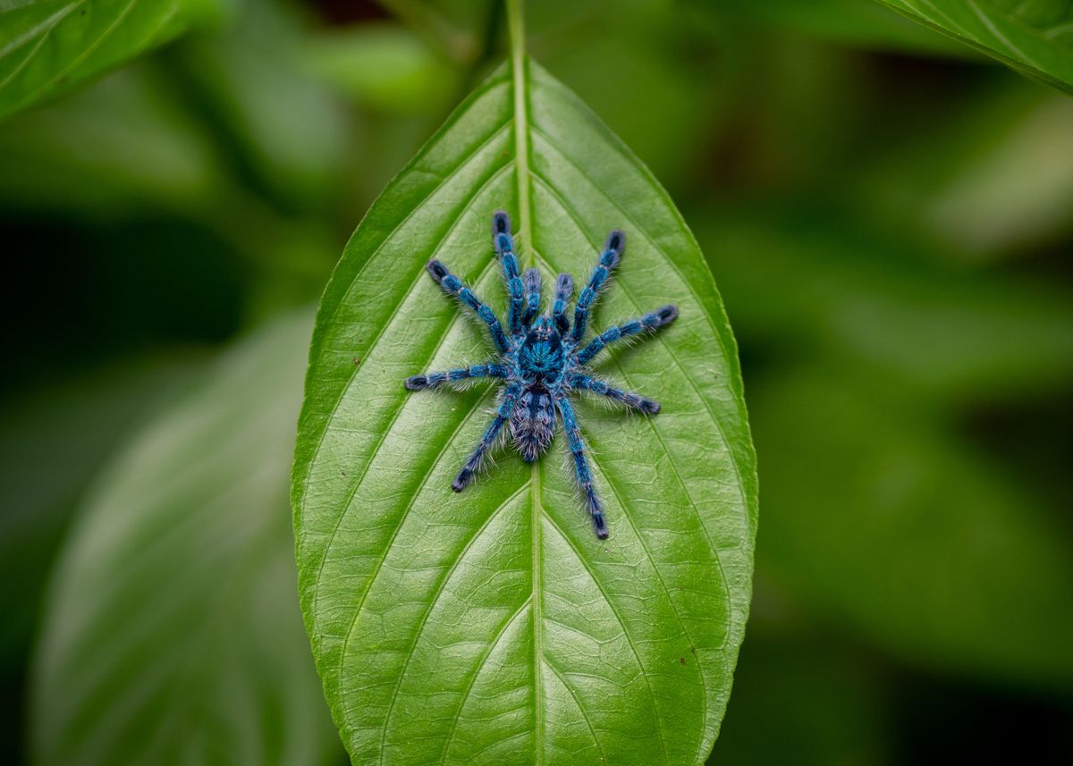 'Matoutou falaise' Poster by Simba Pict | Displate