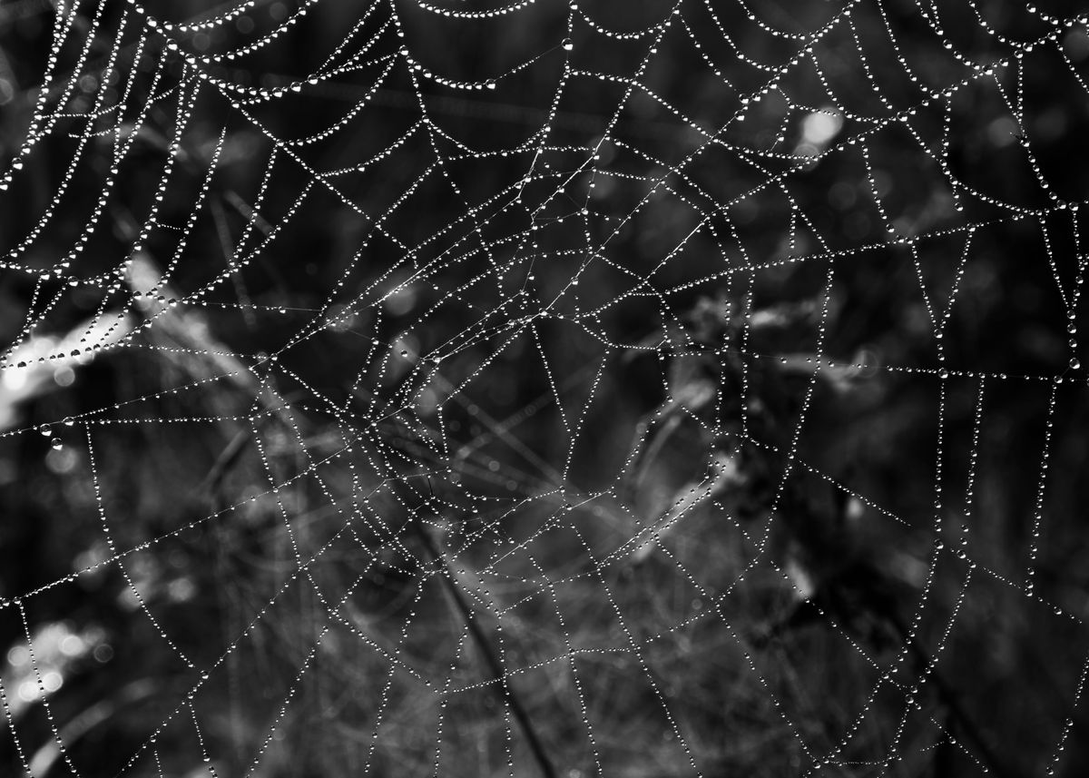 'Spider Web' Poster, picture, metal print, paint by Anjo ten Kate ...