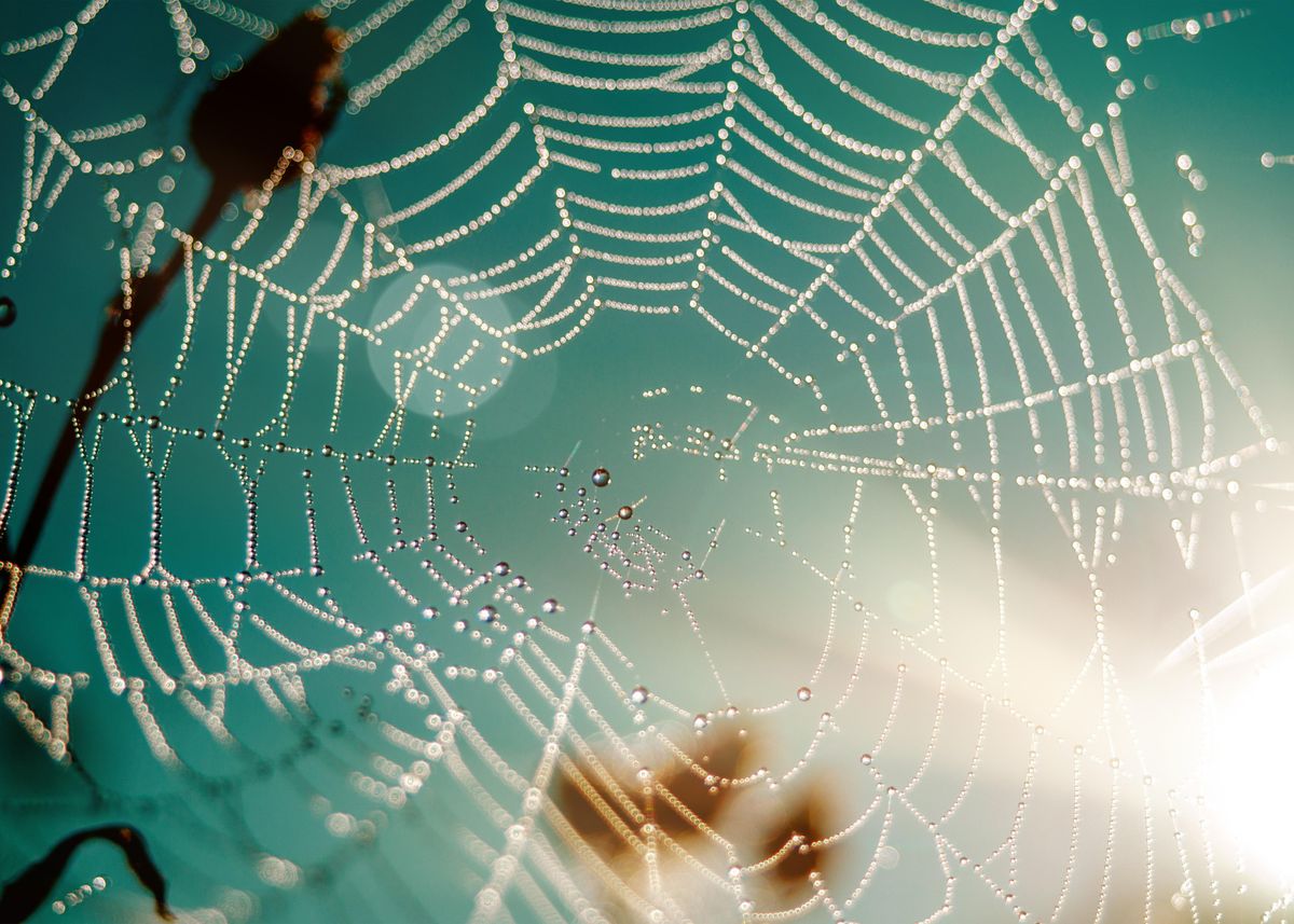 'spider web' Poster, picture, metal print, paint by Travel Travel ...