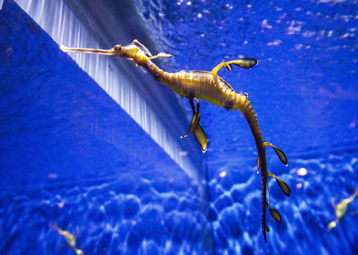 'long seahorse' Poster, picture, metal print, paint by PENGDUA XYZ ...