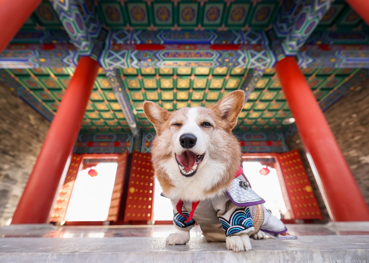 'dog fort funny' Poster by Travel Travel | Displate