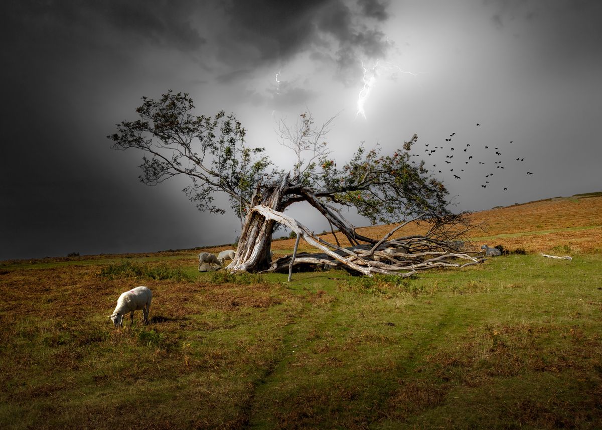'A broken tree in Brecon' Poster, picture, metal print, paint by ...