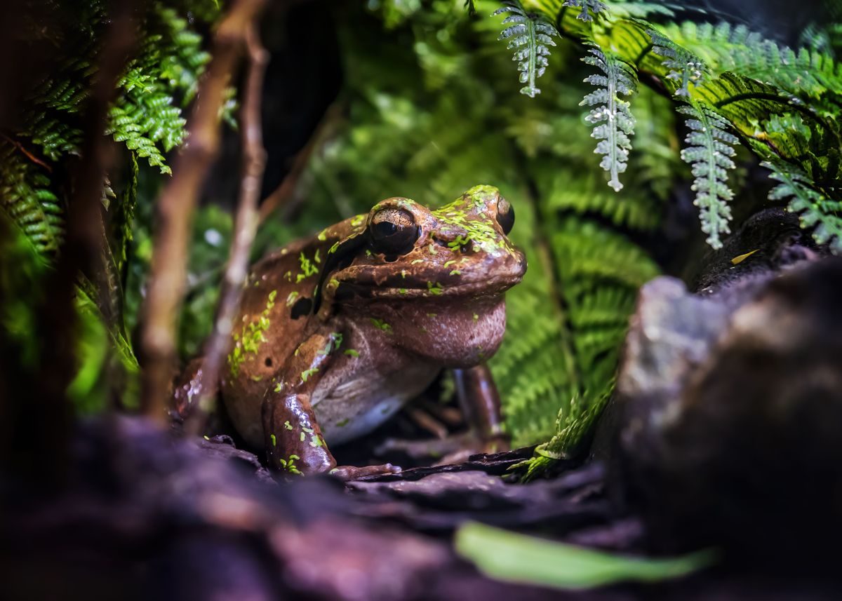 'Mountain Chicken Frog' Poster, picture, metal print, paint by ...