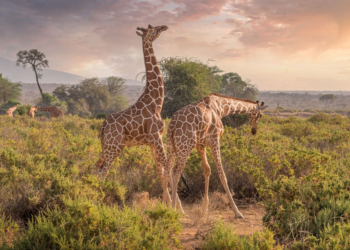 'Animals Giraffe Africa' Poster by WorldTravel Displate Art | Displate
