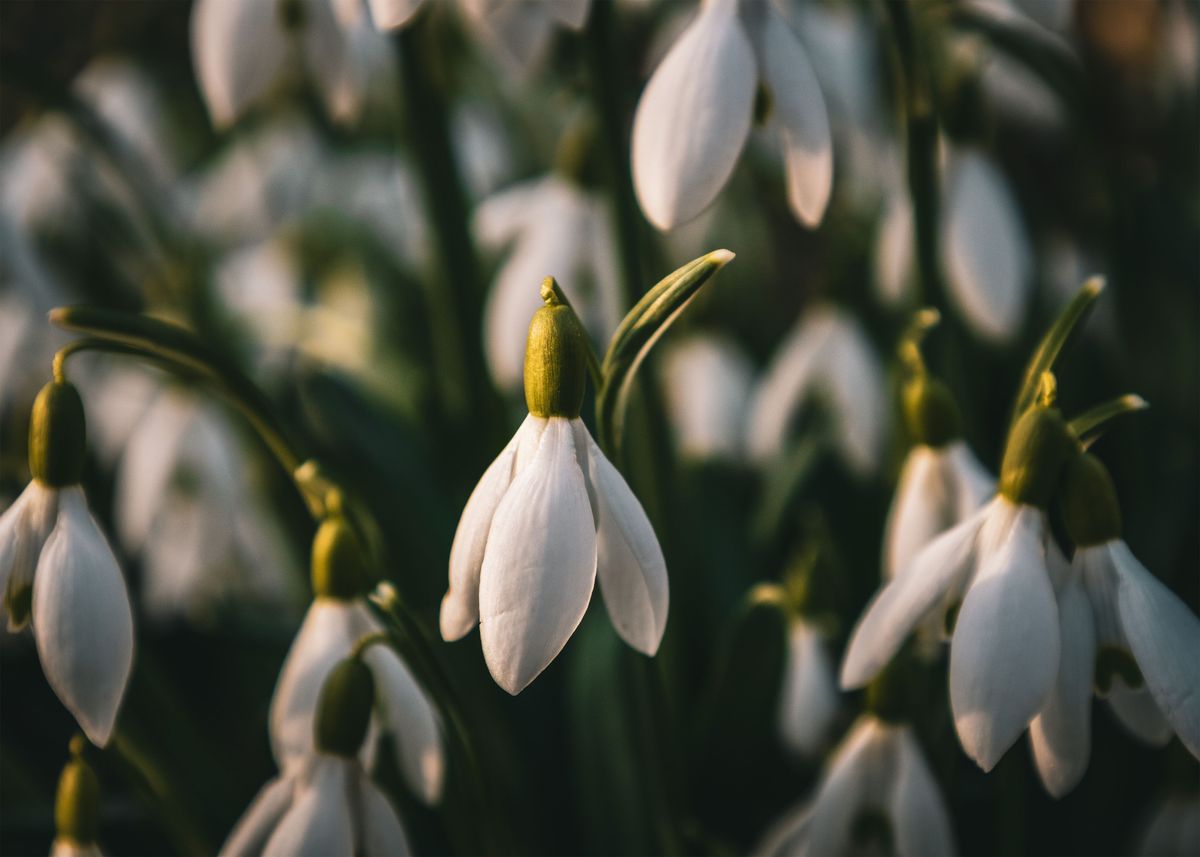 'Snowdrop' Poster, picture, metal print, paint by Joni Picturez | Displate