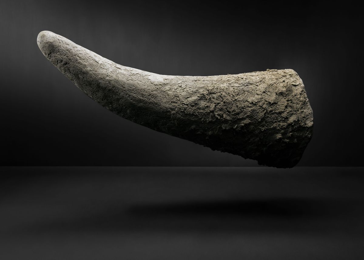 'Rhinoceros horn floating' Poster, picture, metal print, paint by ...