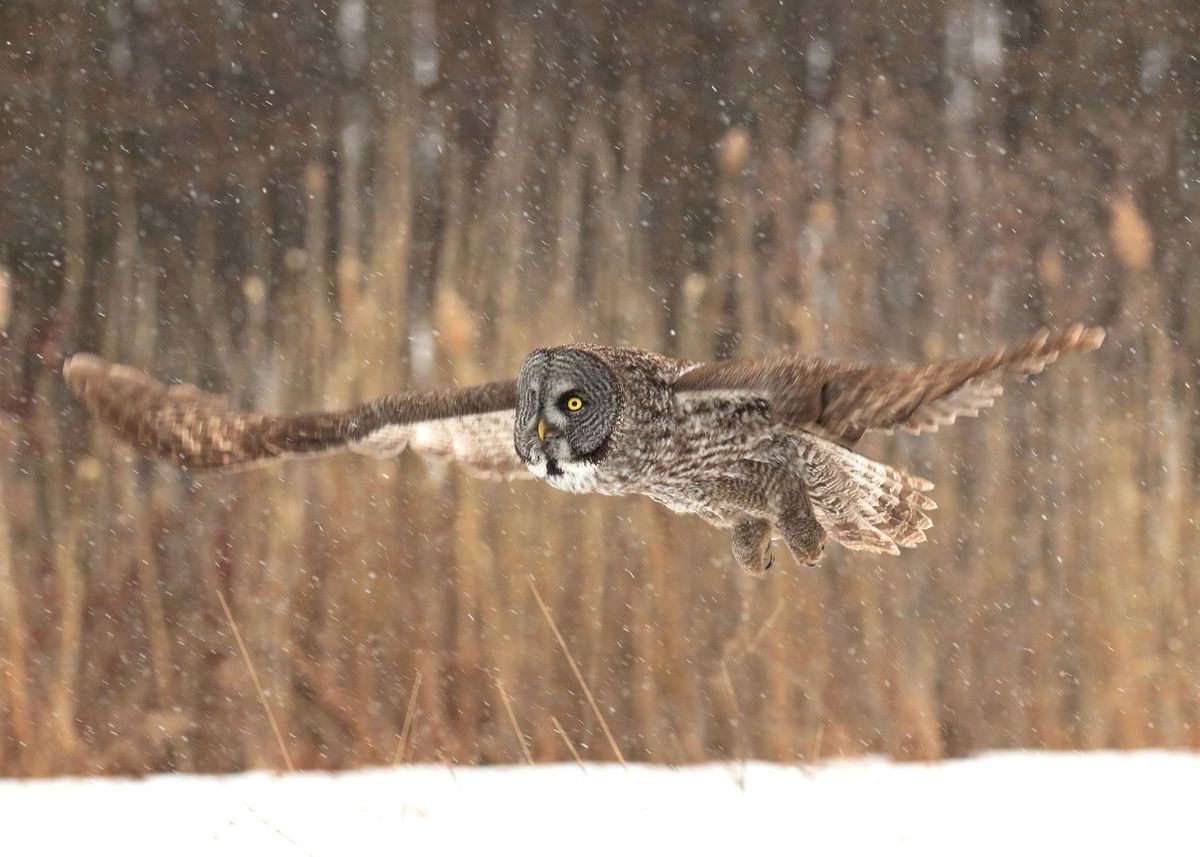 'Silent flight' Poster, picture, metal print, paint by Thee Owl Queen ...