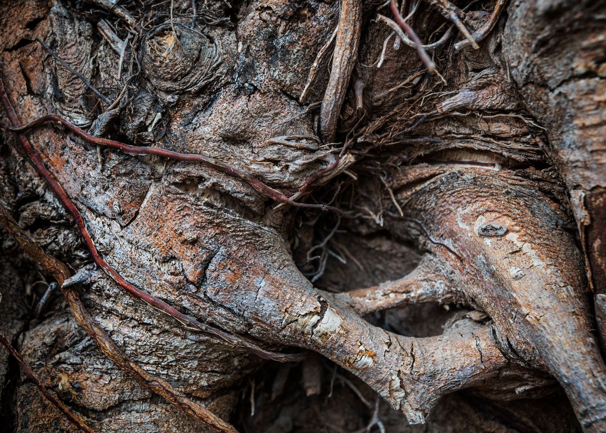 'Monster In Tree Bark' Poster, picture, metal print, paint by ...