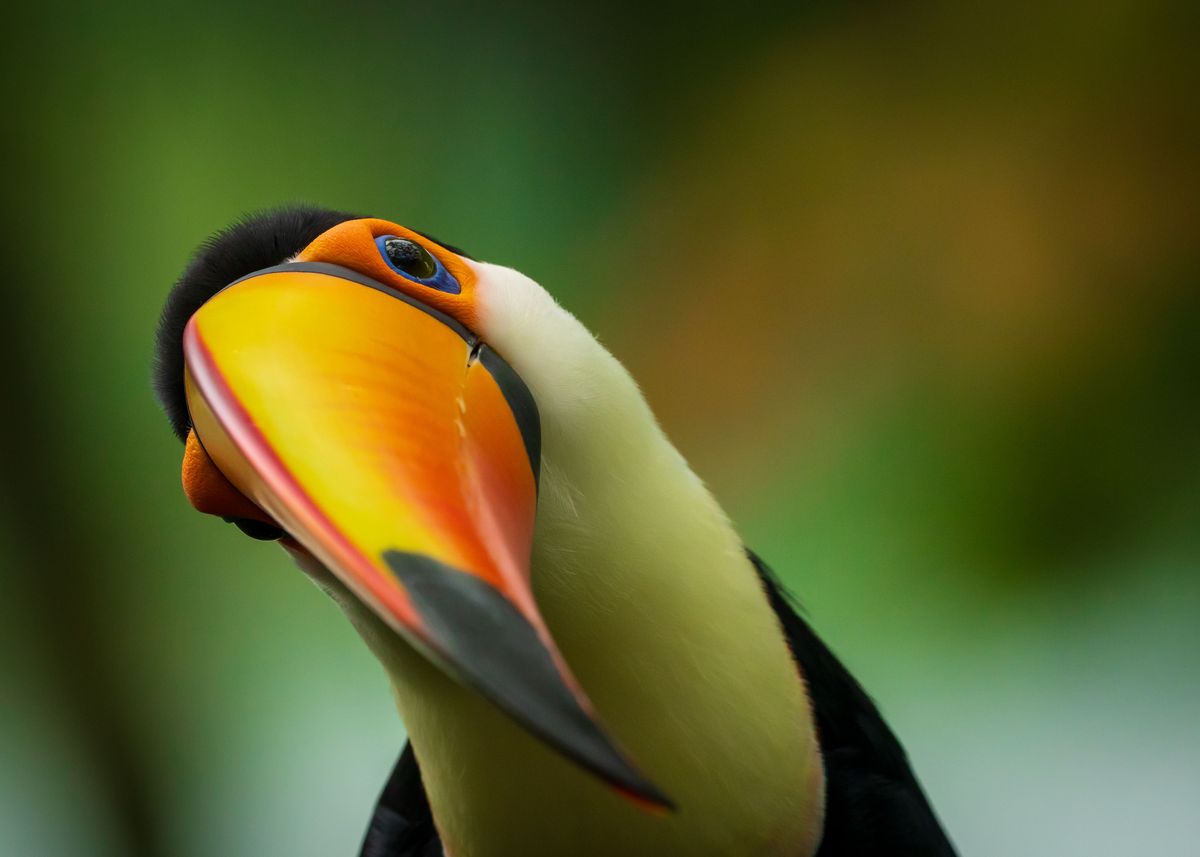 'Toucan' Poster by Travelling Fatman | Displate