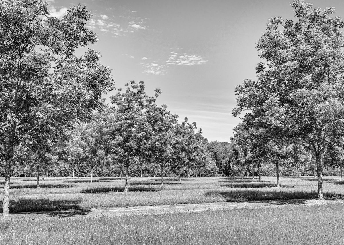 'Georgia Pecan Tree Orchard' Poster by Gestalt Imagery | Displate