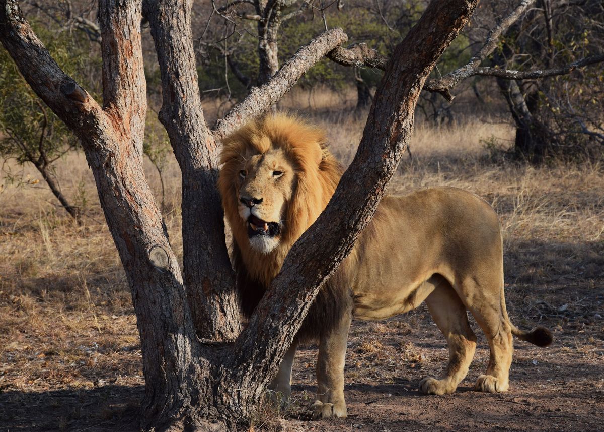 'Tree and lion' Poster, picture, metal print, paint by Aude Bernachon ...
