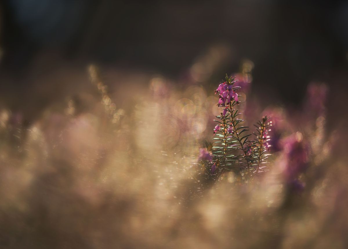 'Stand out flower Erika' Poster, picture, metal print, paint by Stefan ...