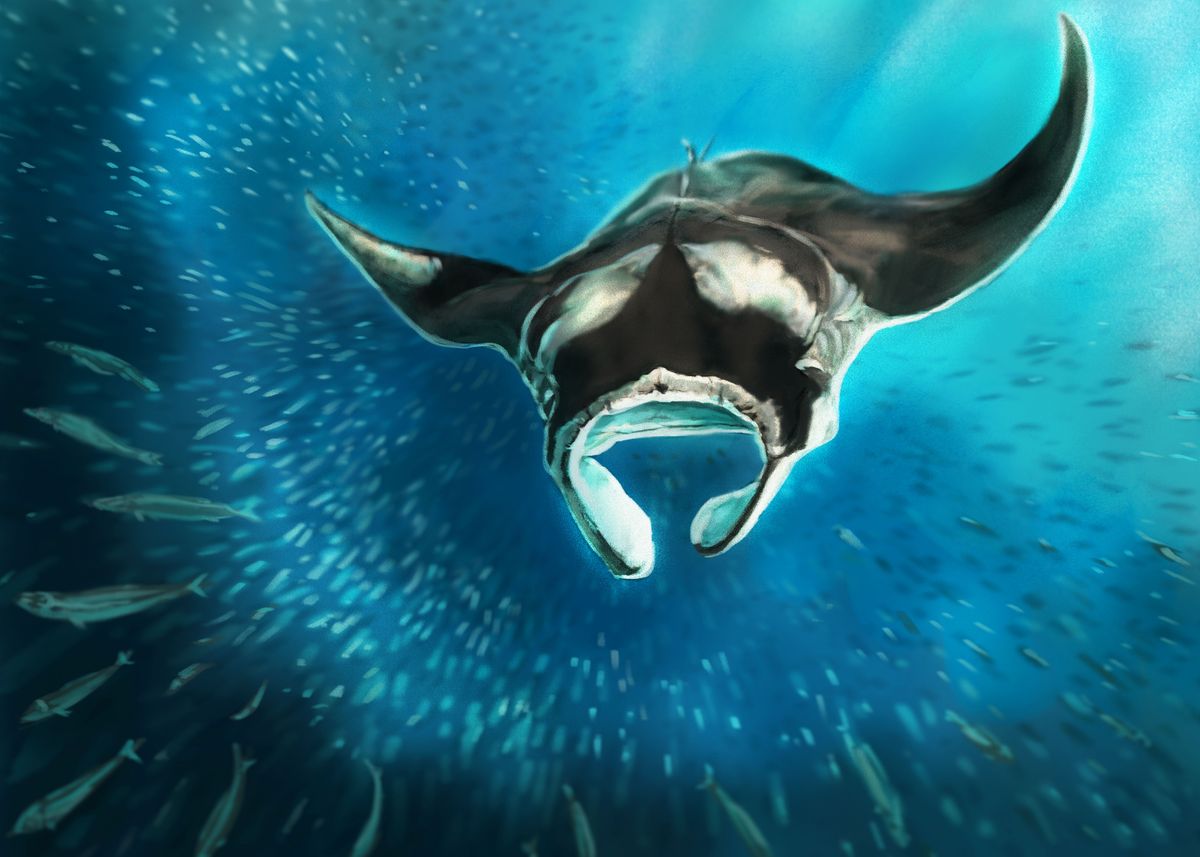 'Manta Ray' Poster, picture, metal print, paint by alandodrawing | Displate