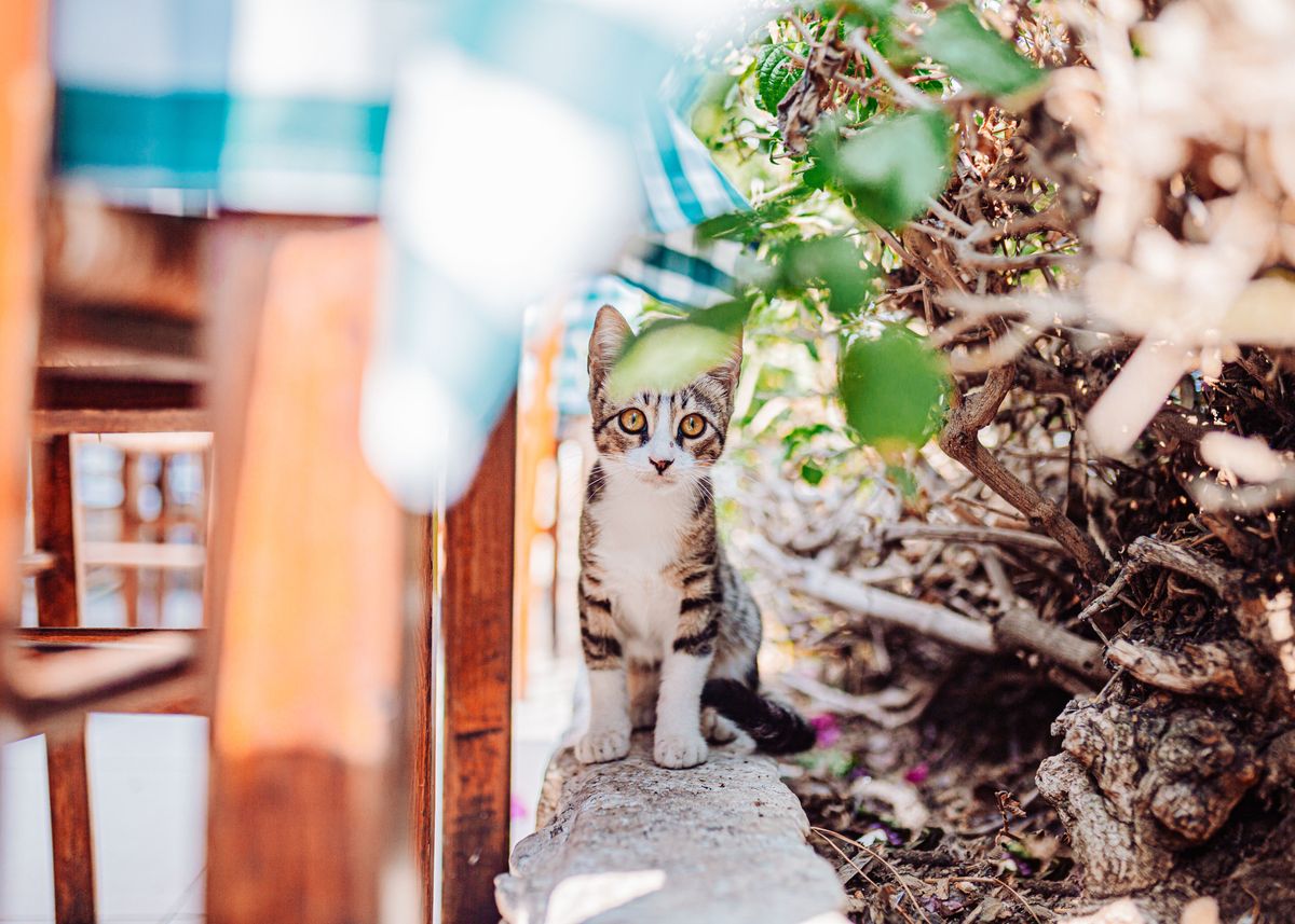 'Cyprus kitten' Poster by Olga Sygnowska | Displate