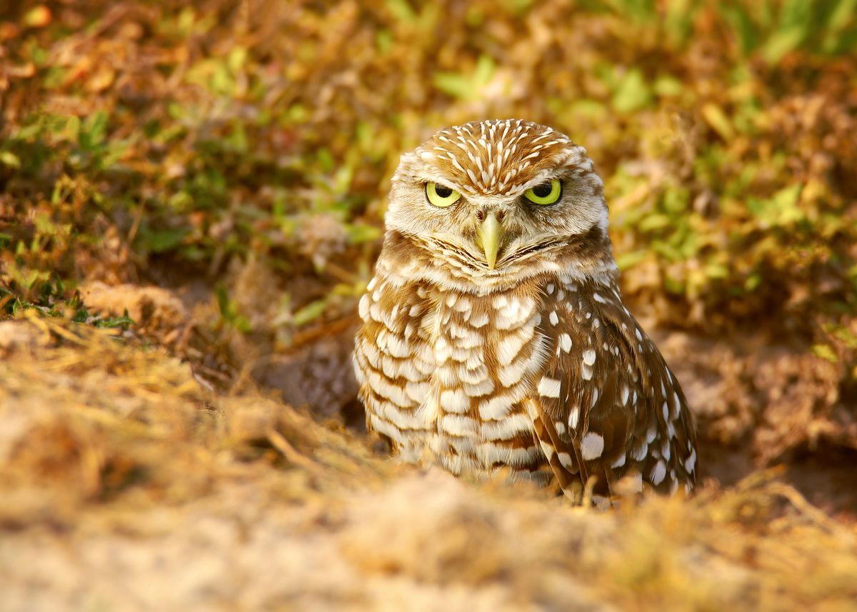 'Burrowing Owl Golden Light' Poster, picture, metal print, paint by ...