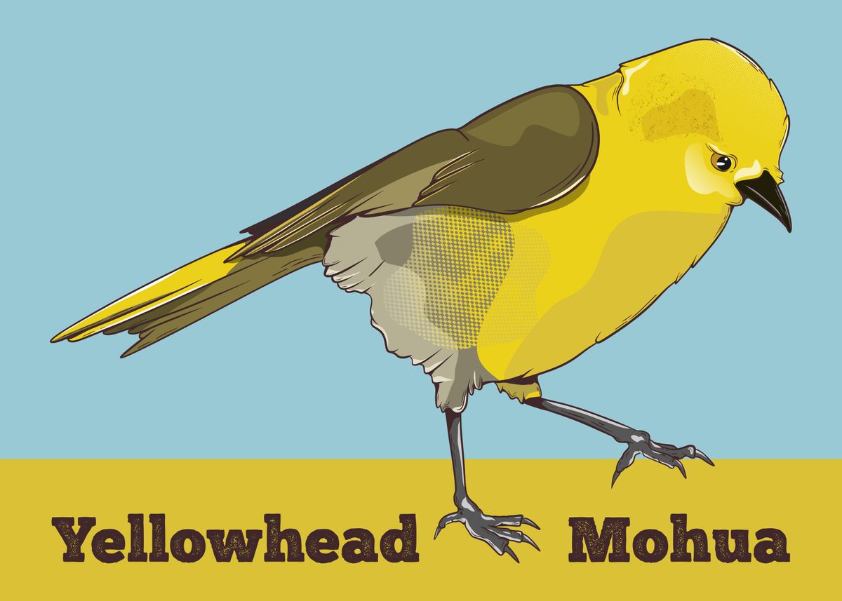 'Mohua Yellowhead NZ BIRD' Poster by mailbox disco | Displate