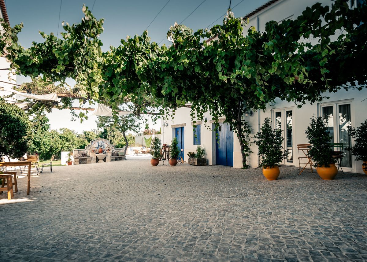 'Oryza Coimbra' Poster, picture, metal print, paint by Marco Moroni | Displate