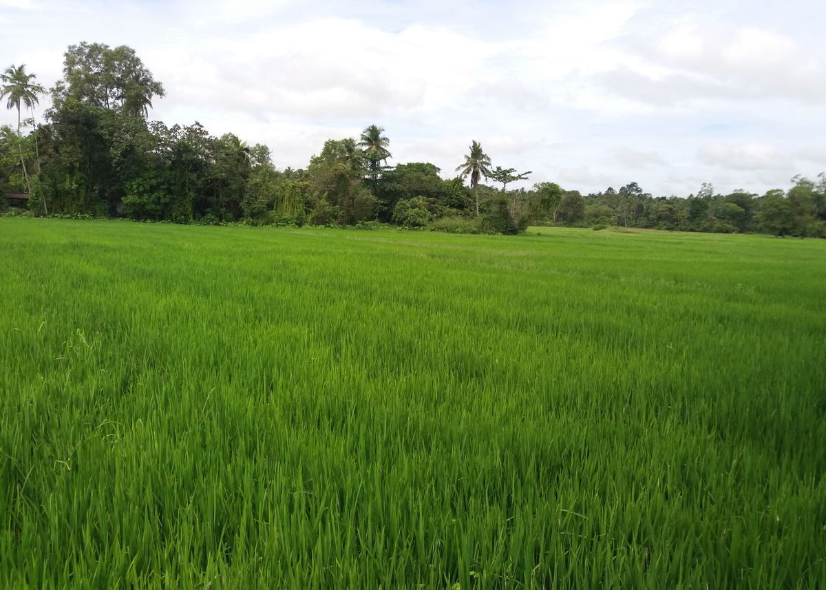 'Beautiful Paddy feild' Poster, picture, metal print, paint by ...