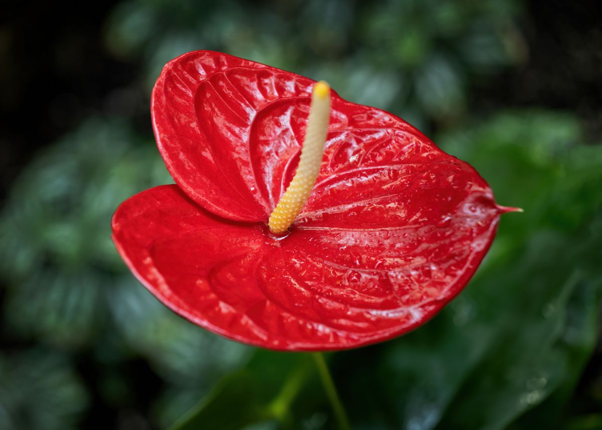 'Red Flamingo Flower' Poster by Socratubik | Displate