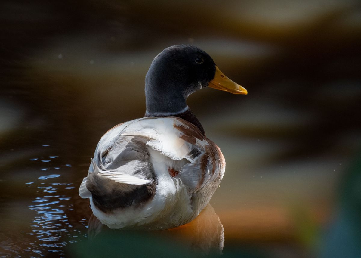 'Duck in the Shade' Poster by Darcy Jackson | Displate