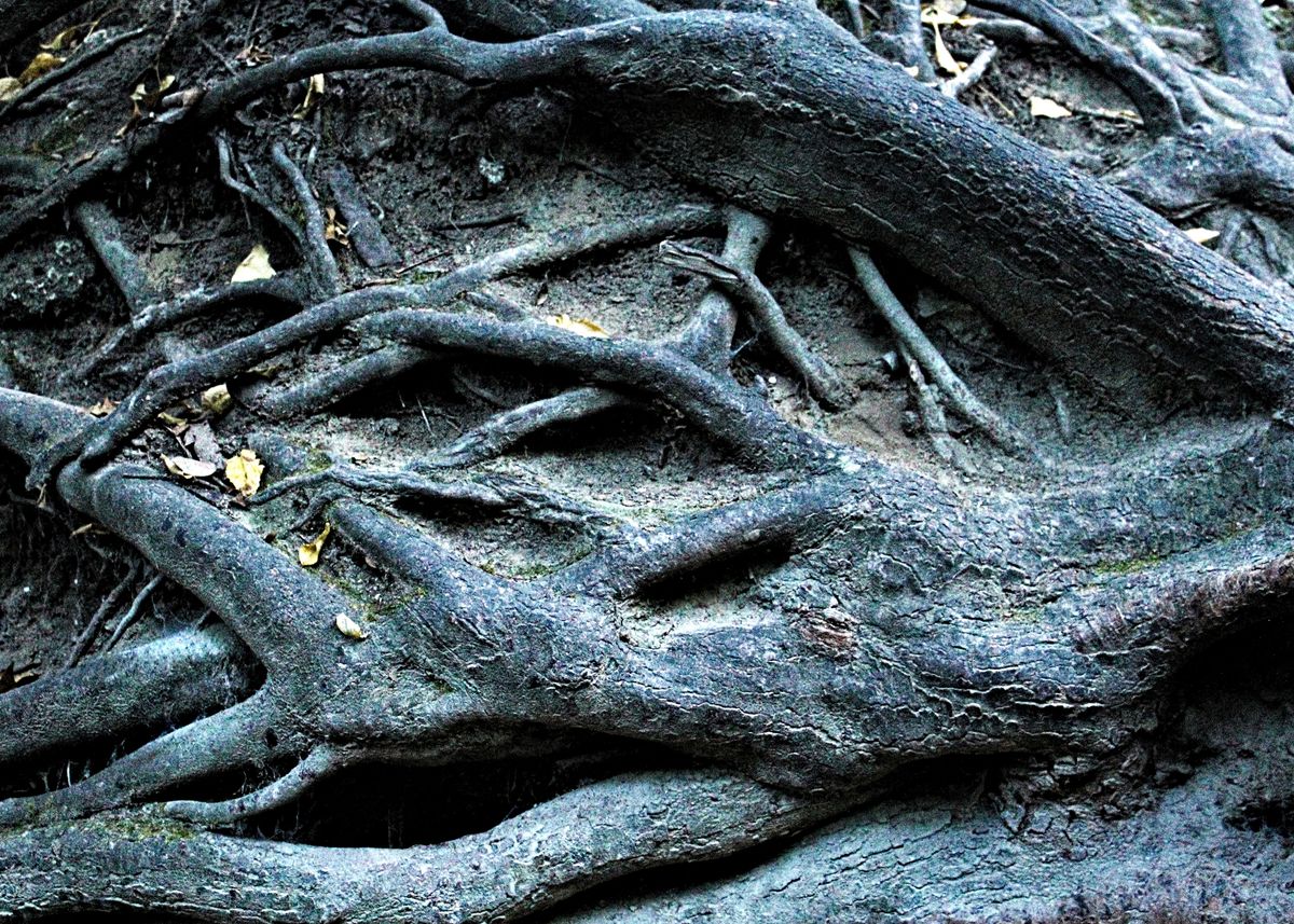 'Tree Gnarled Roots ' Poster, picture, metal print, paint by Anna Lemos ...